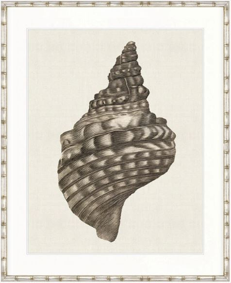 black-and-white-shell-print-1_silver-bamboo-frame_hamptons-style_designer-boys-print_designer ...